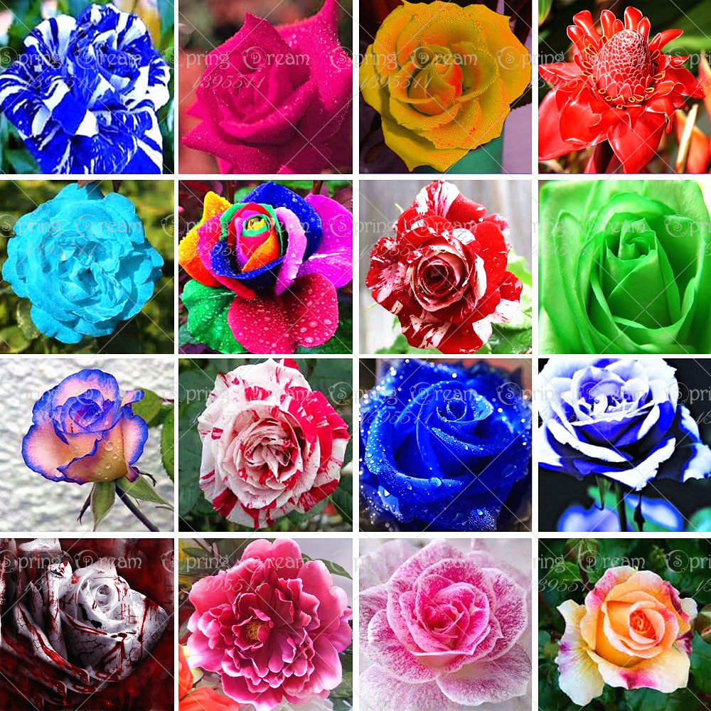 Variedades De Rosas - Compra lotes baratos de Variedades De Rosas de ... Variedades De Rosas - Compra lotes baratos de Variedades De Rosas de ...